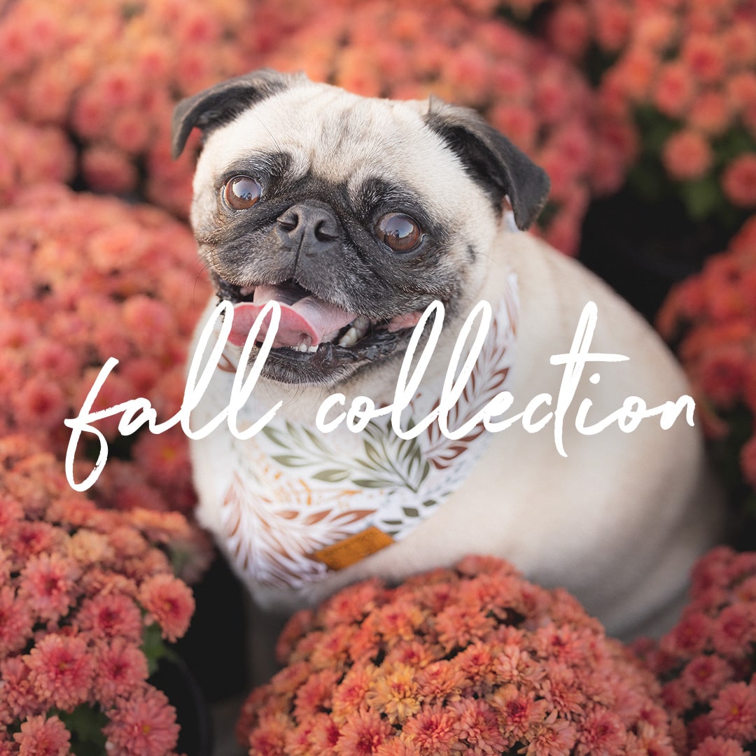 Fall Collection – Remy+Roo